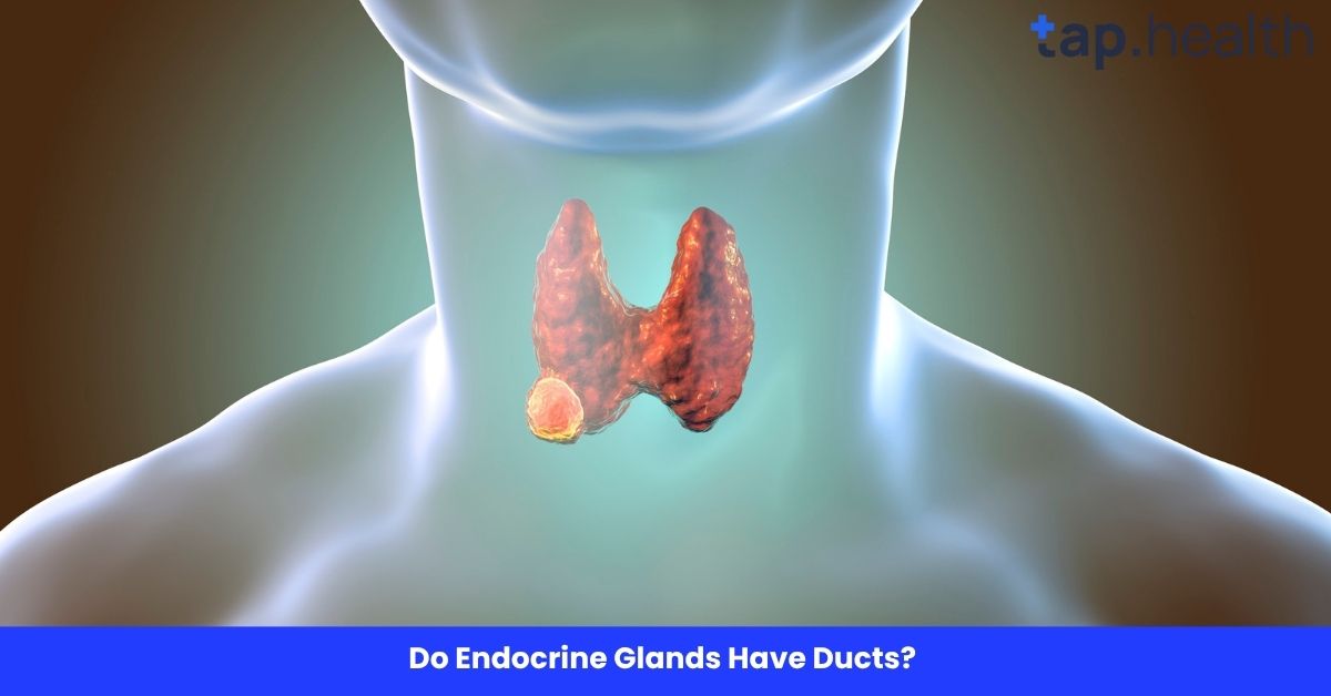 Do Endocrine Glands Have Ducts? Understanding the Role and Functions of ...