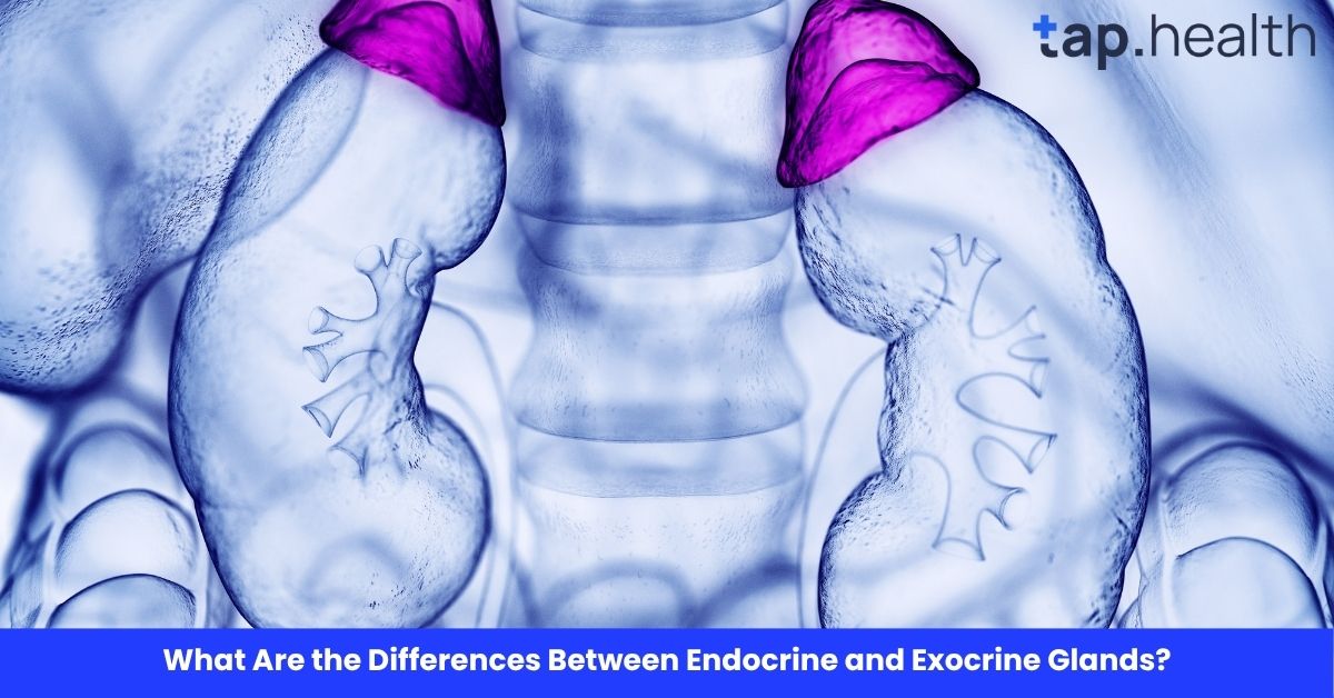 What Are the Differences Between Endocrine and Exocrine Glands?