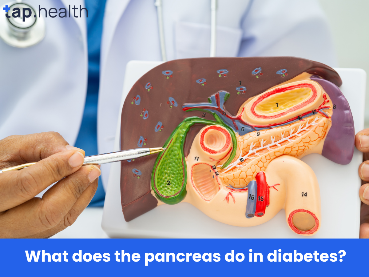 डायबिटीज में pancreas क्या करता है